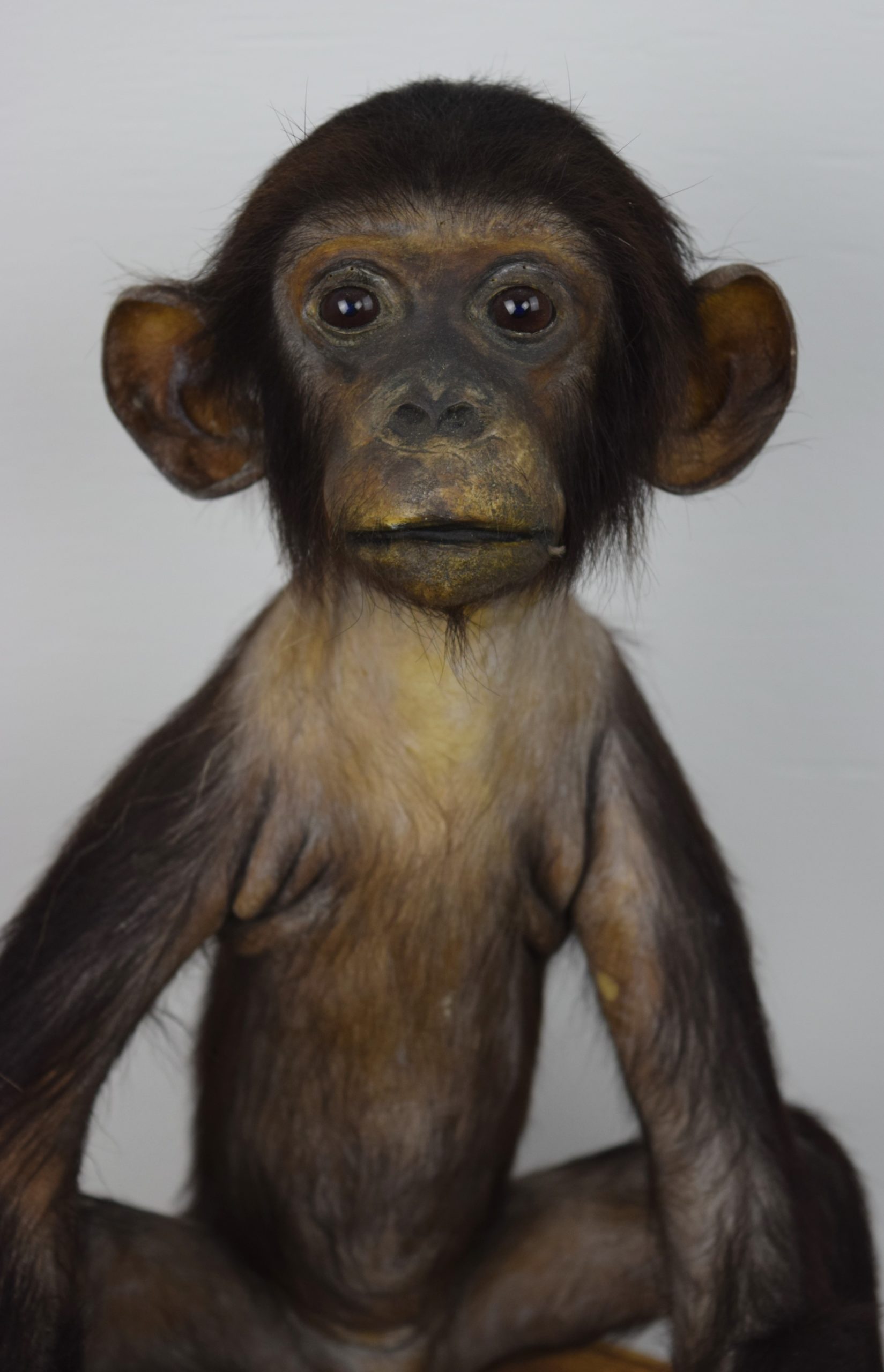 Mammals - Bespoke Taxidermy