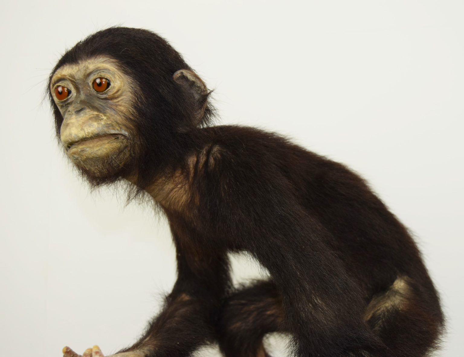 Taxidermy Chimpanzee - Bespoke Taxidermy