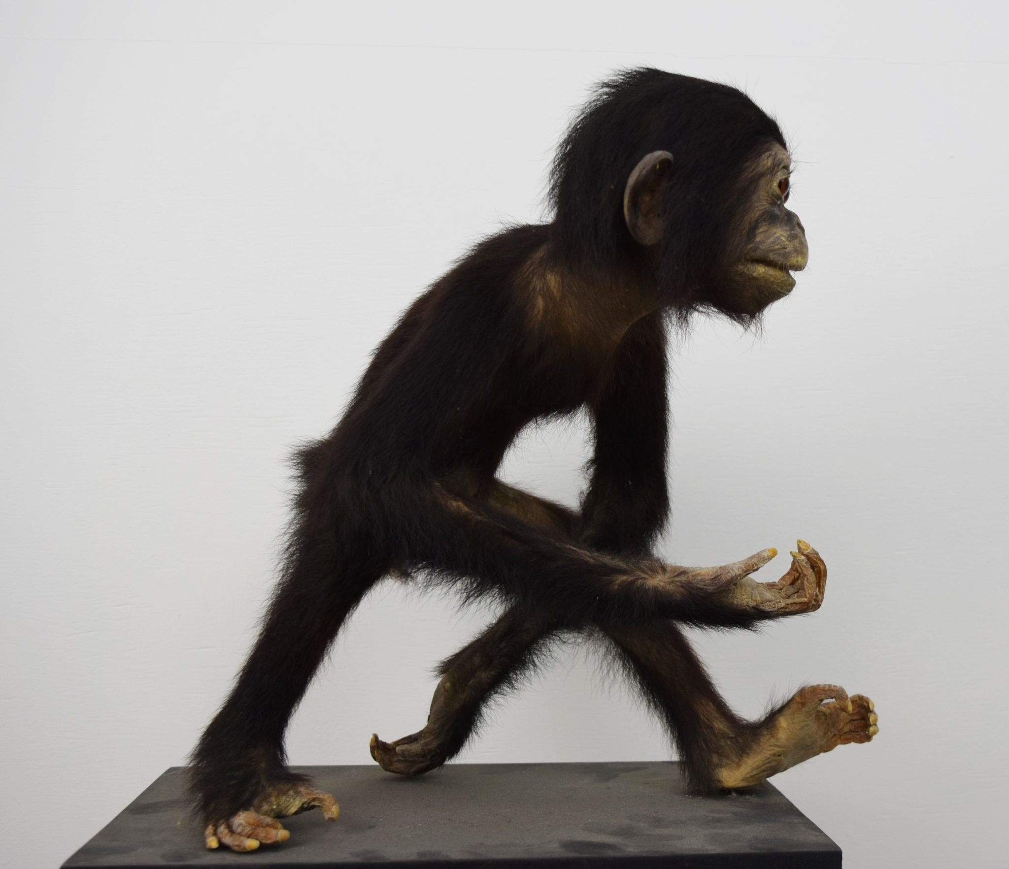 Taxidermy Chimpanzee - Bespoke Taxidermy