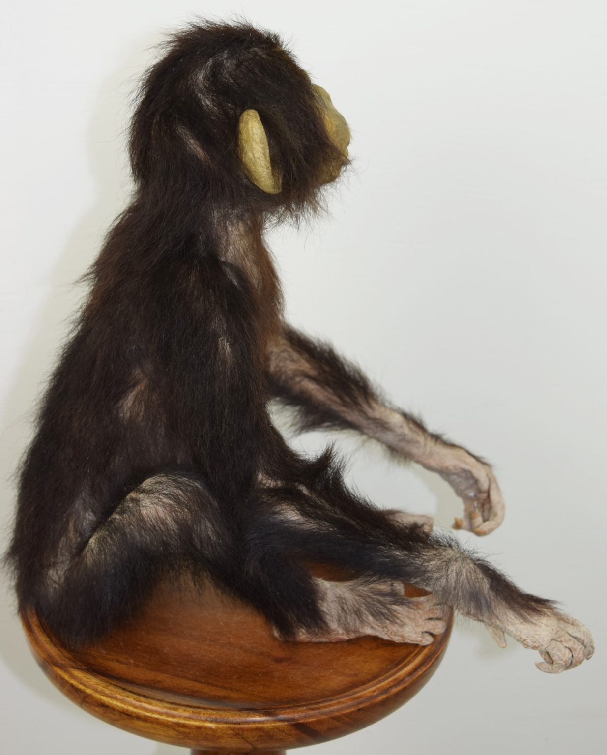 Taxidermy Chimpanzee - Bespoke Taxidermy