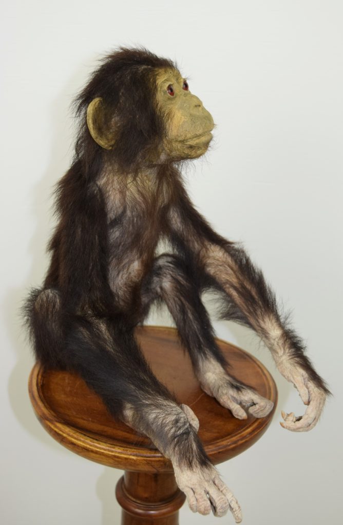 Taxidermy Chimpanzee - Bespoke Taxidermy