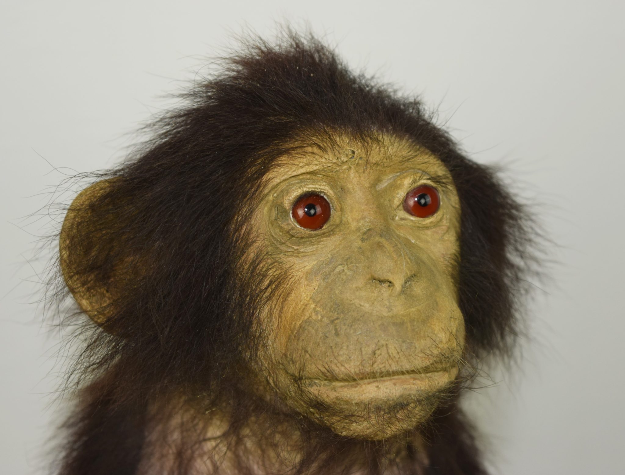 Taxidermy Chimpanzee - Bespoke Taxidermy