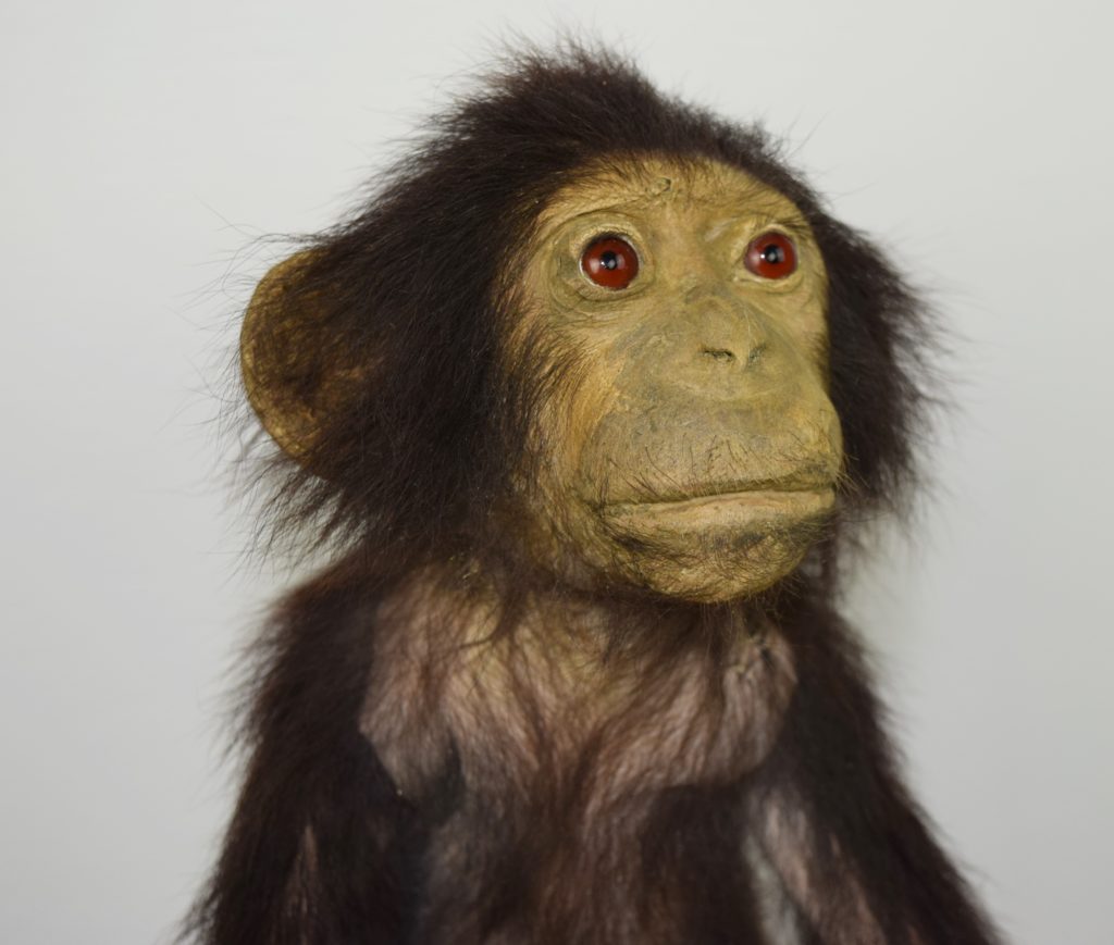 Taxidermy Chimpanzee - Bespoke Taxidermy