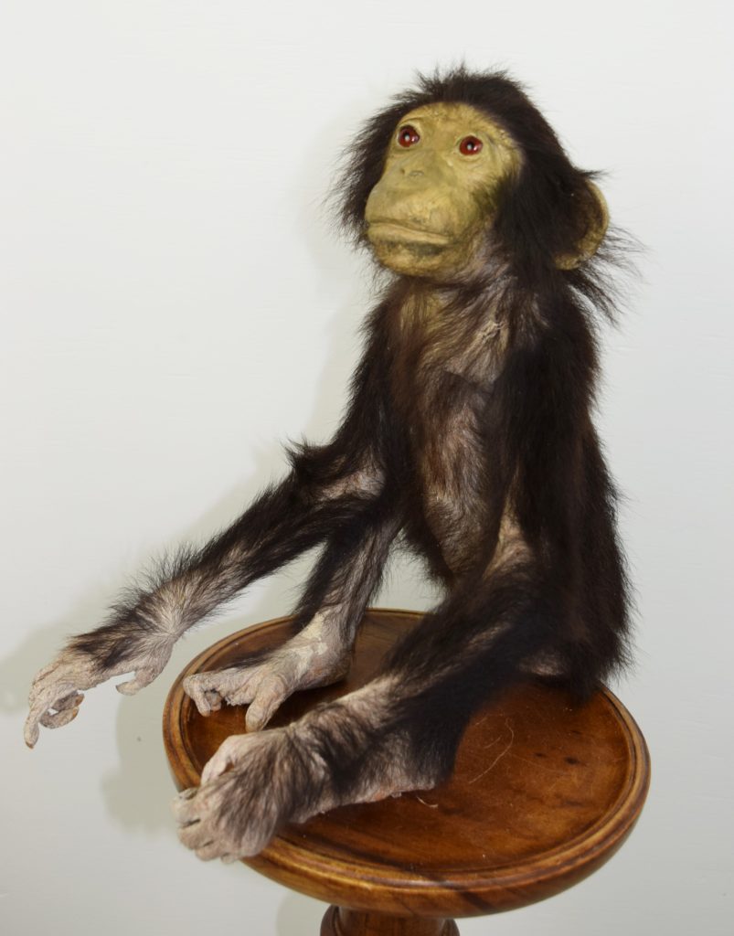 Taxidermy Chimpanzee - Bespoke Taxidermy