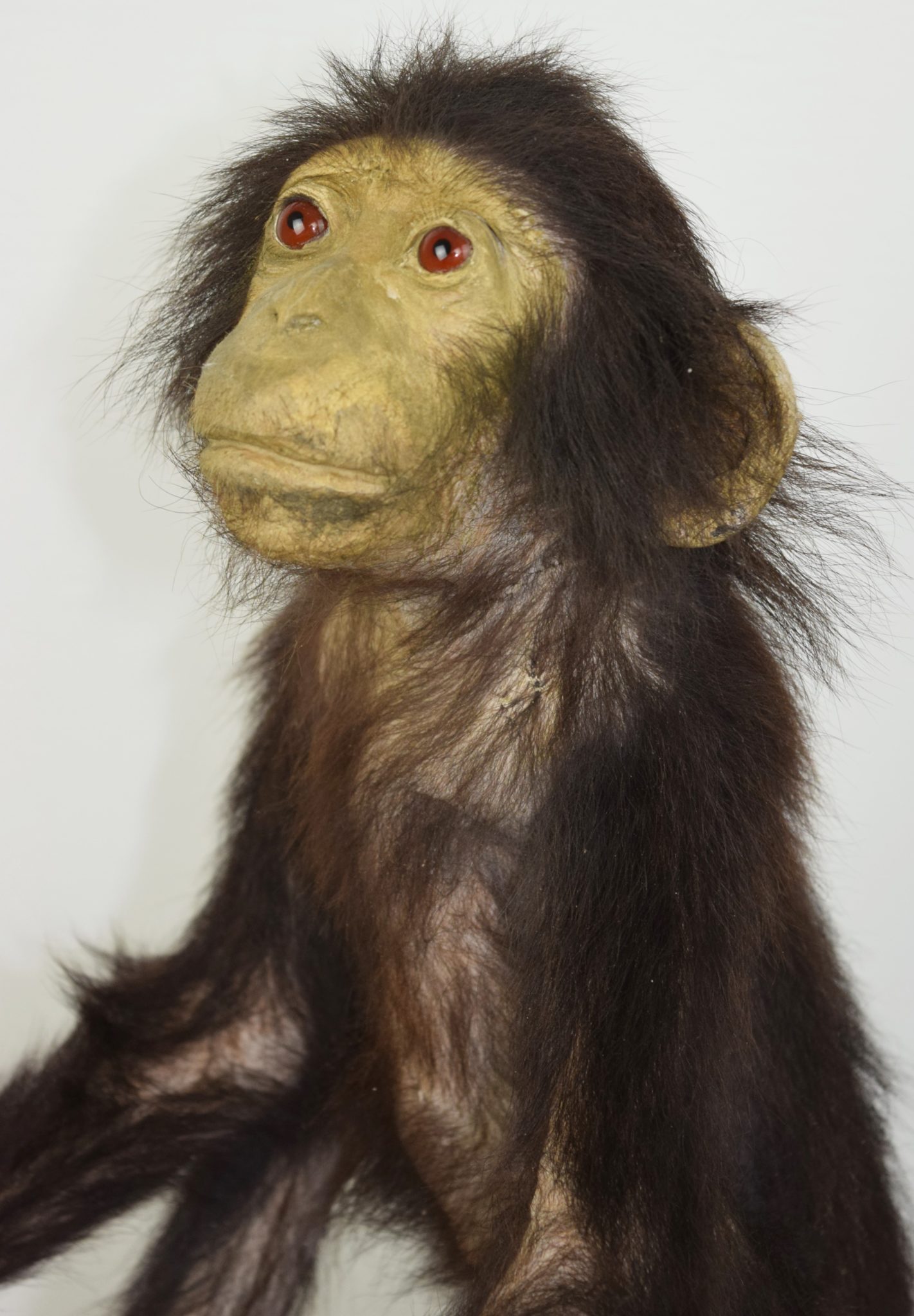 Taxidermy Chimpanzee - Bespoke Taxidermy