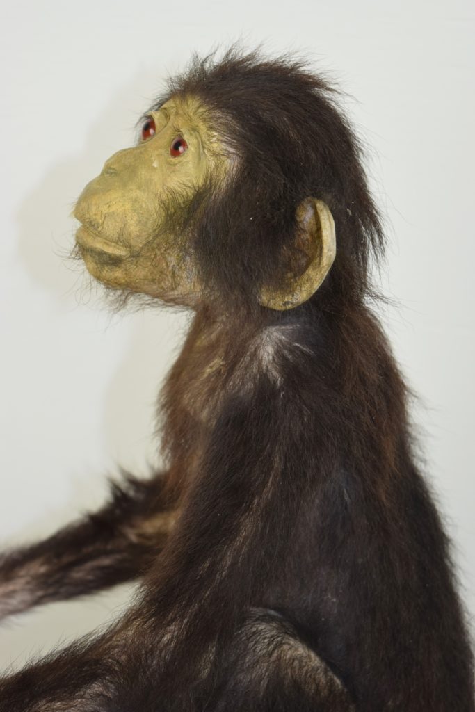 Taxidermy Chimpanzee - Bespoke Taxidermy