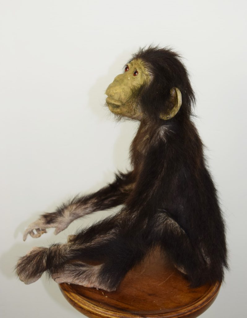 Taxidermy Chimpanzee - Bespoke Taxidermy