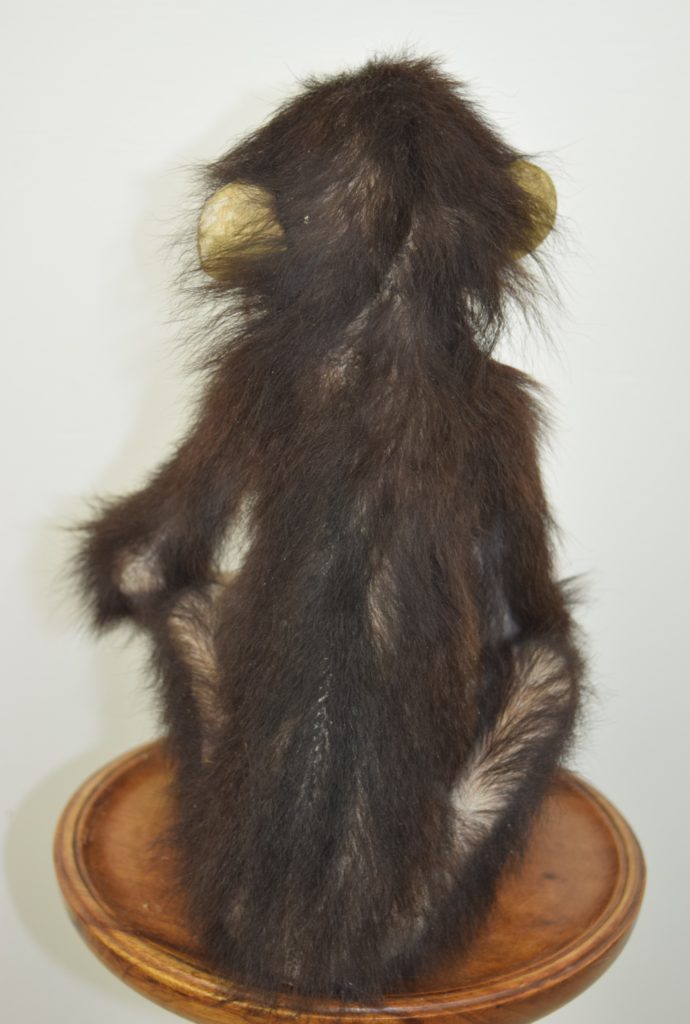 Taxidermy Chimpanzee - Bespoke Taxidermy