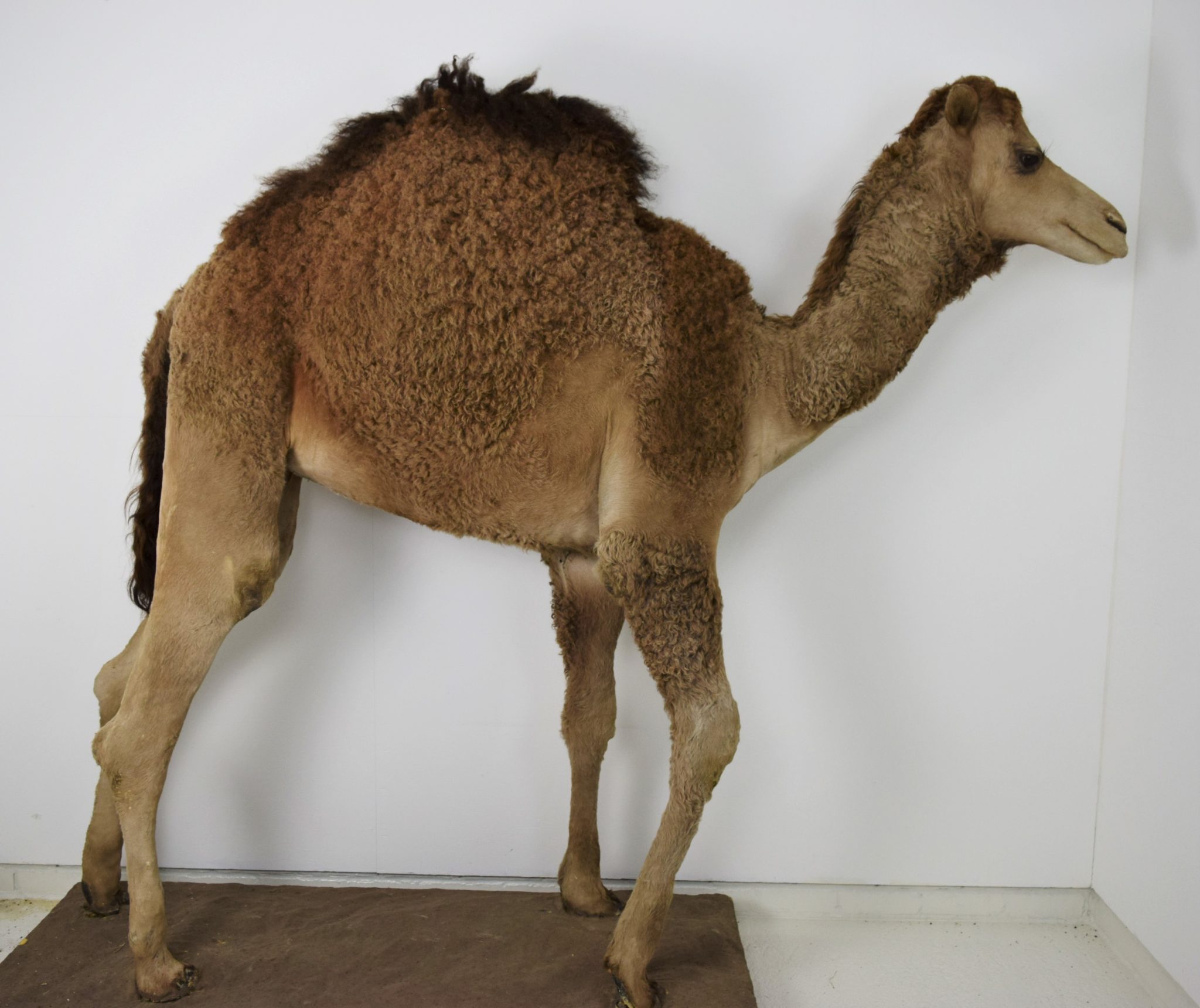 Mammals - Bespoke Taxidermy