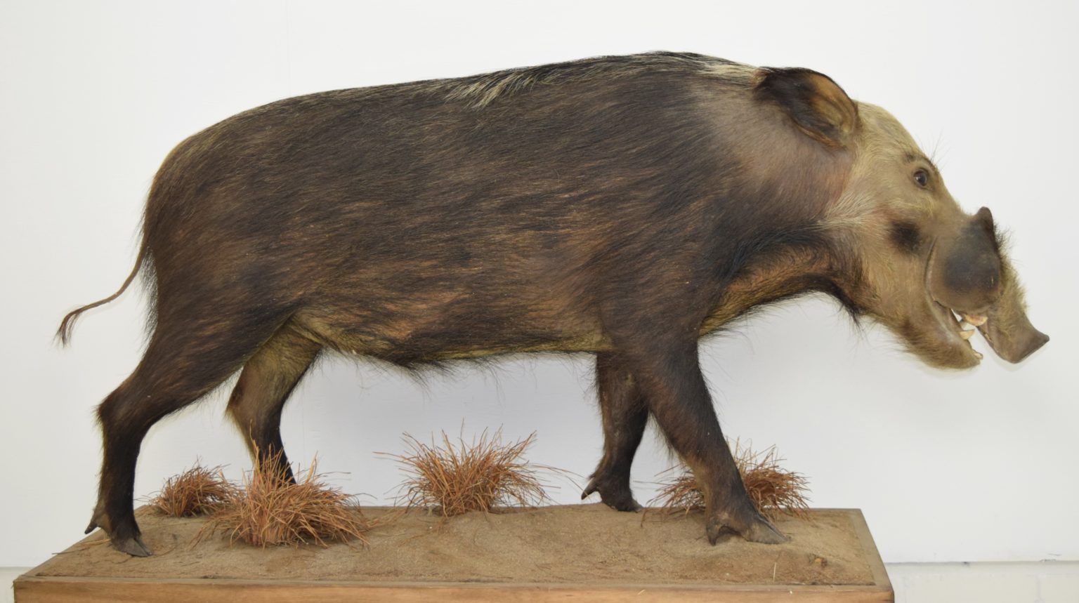 Giant forest hog Bespoke Taxidermy