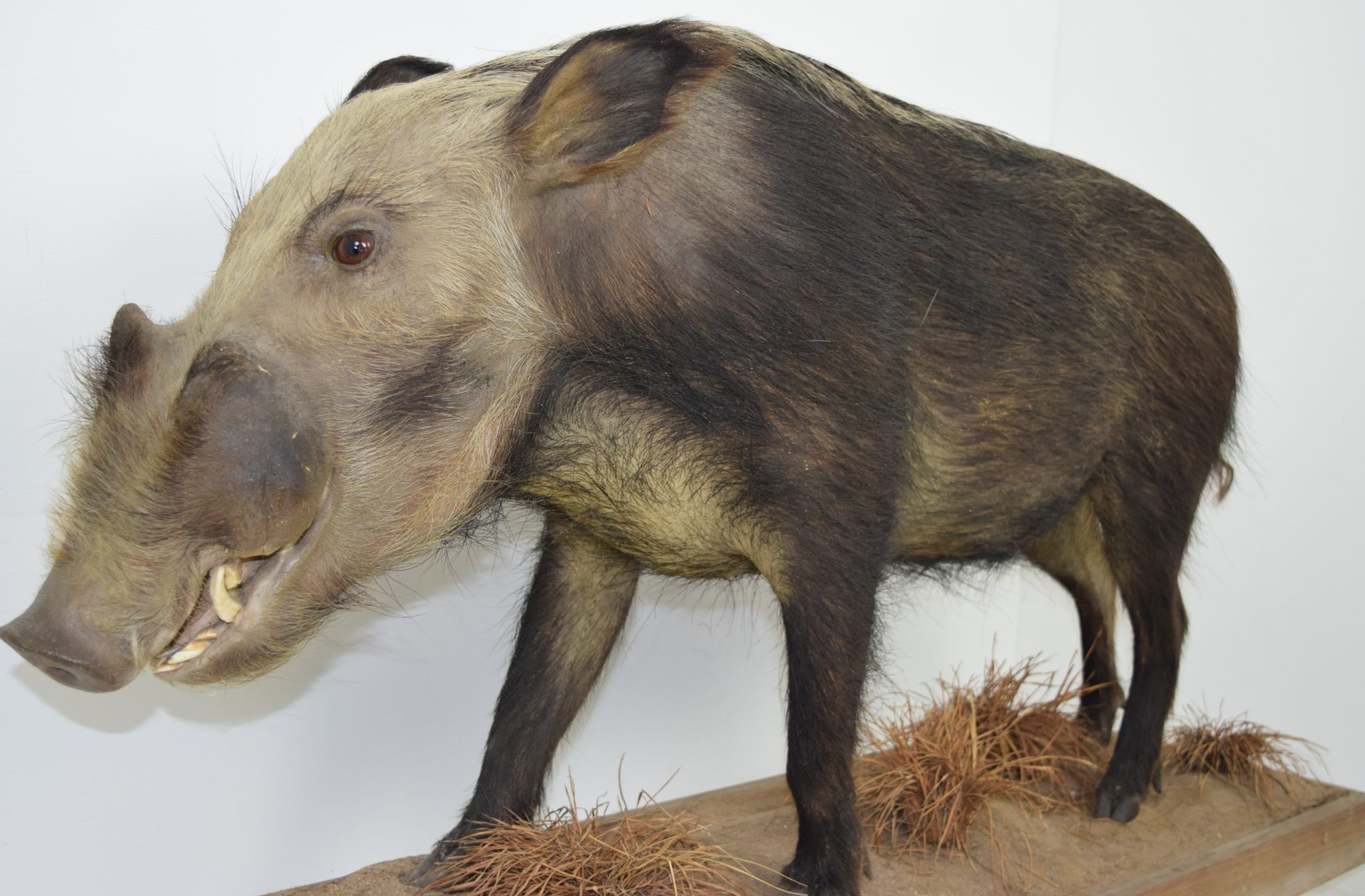 Taxidermy Giant Forest Hog - Bespoke Taxidermy