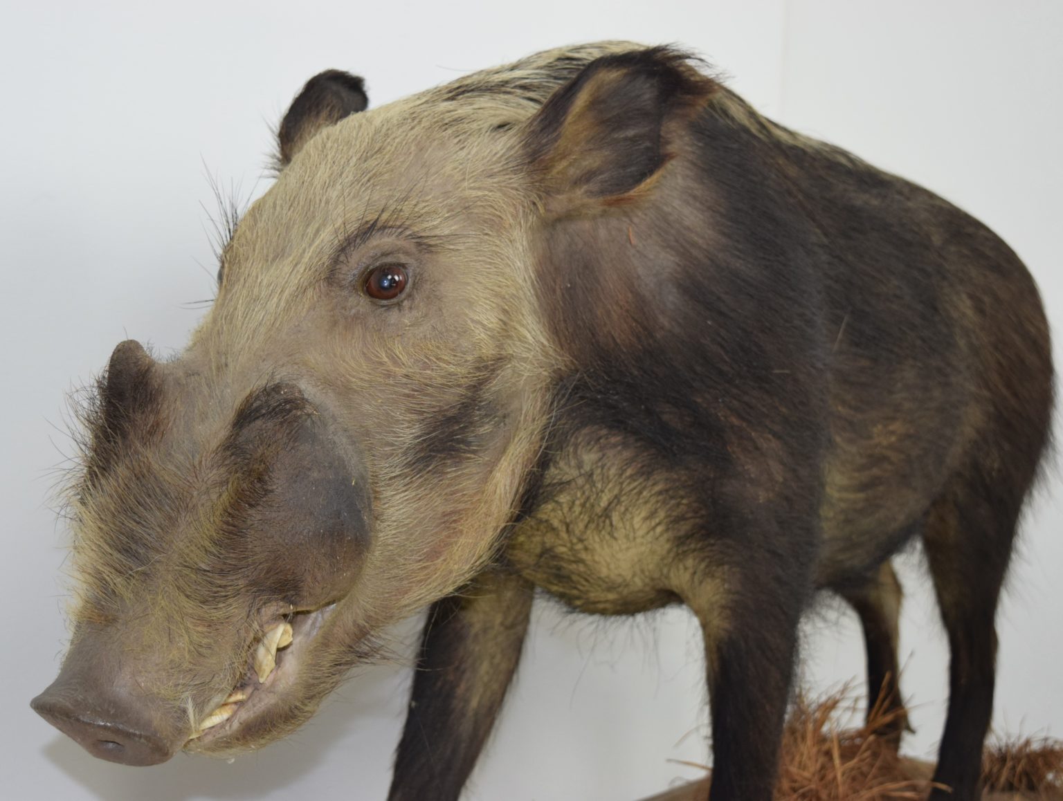 Taxidermy Giant Forest Hog - Bespoke Taxidermy