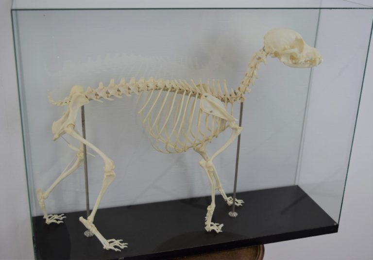 Skeletons - Bespoke Taxidermy