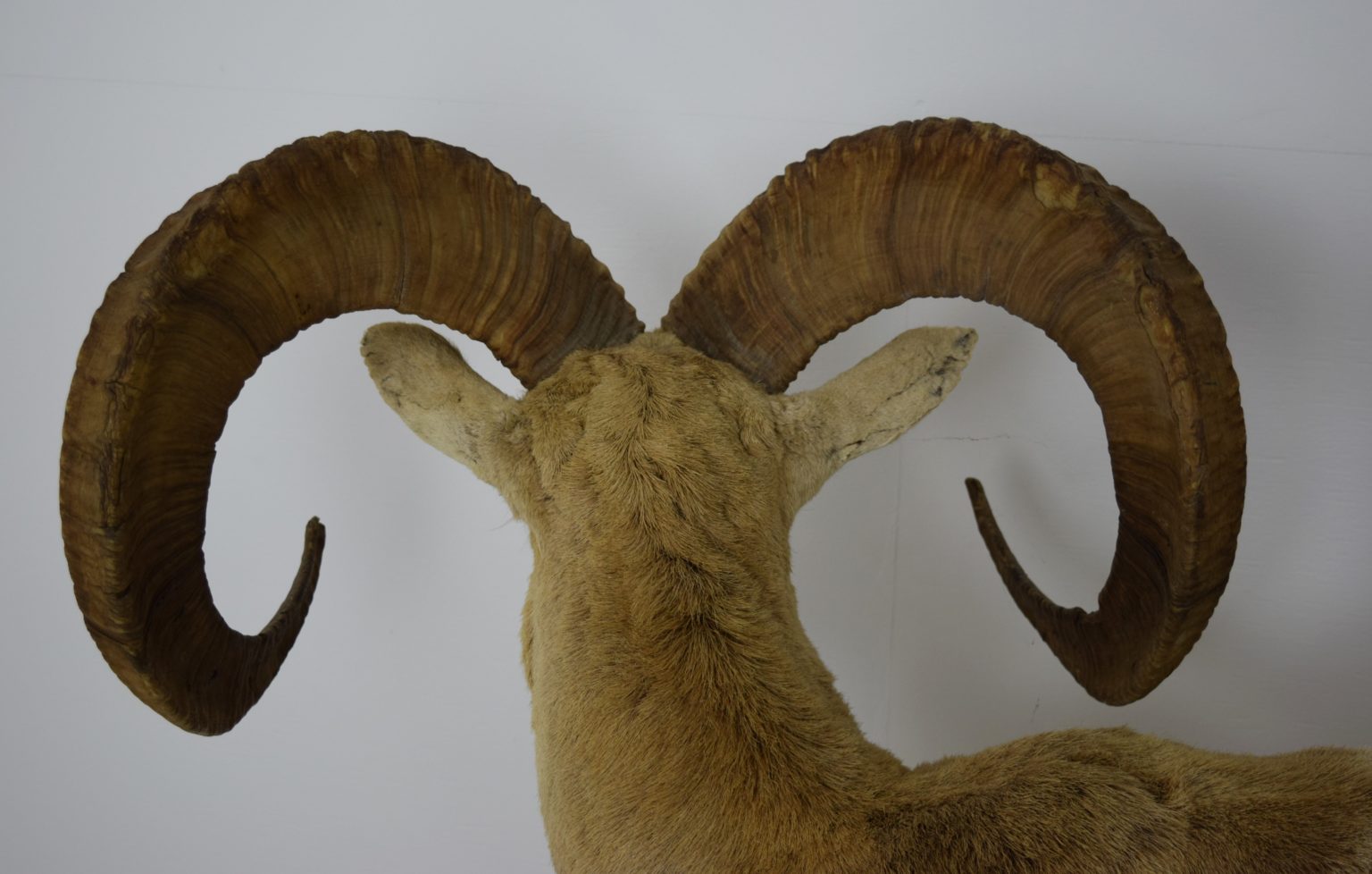 Laristan sheep Bespoke Taxidermy