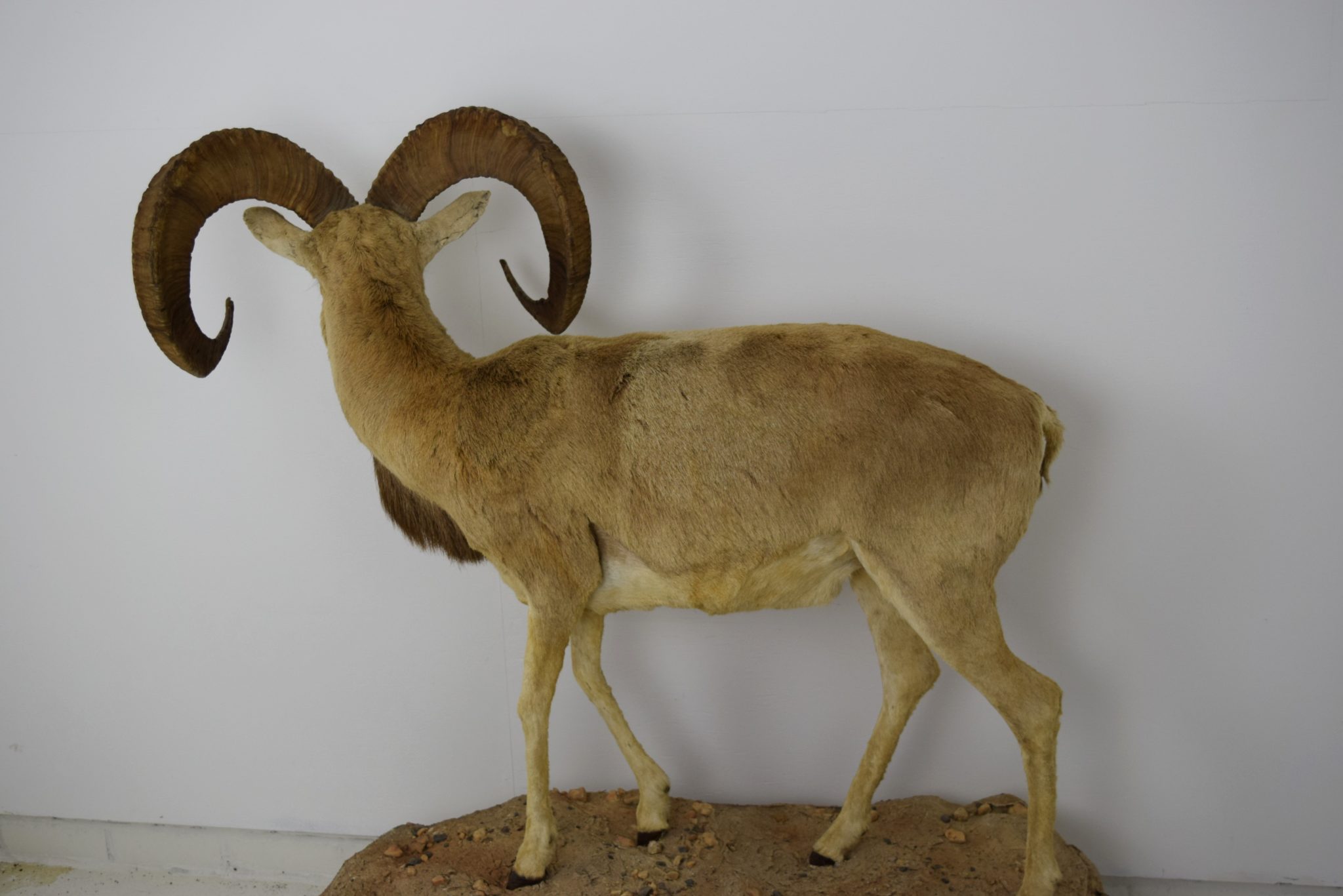 Taxidermy Laristan sheep Bespoke Taxidermy
