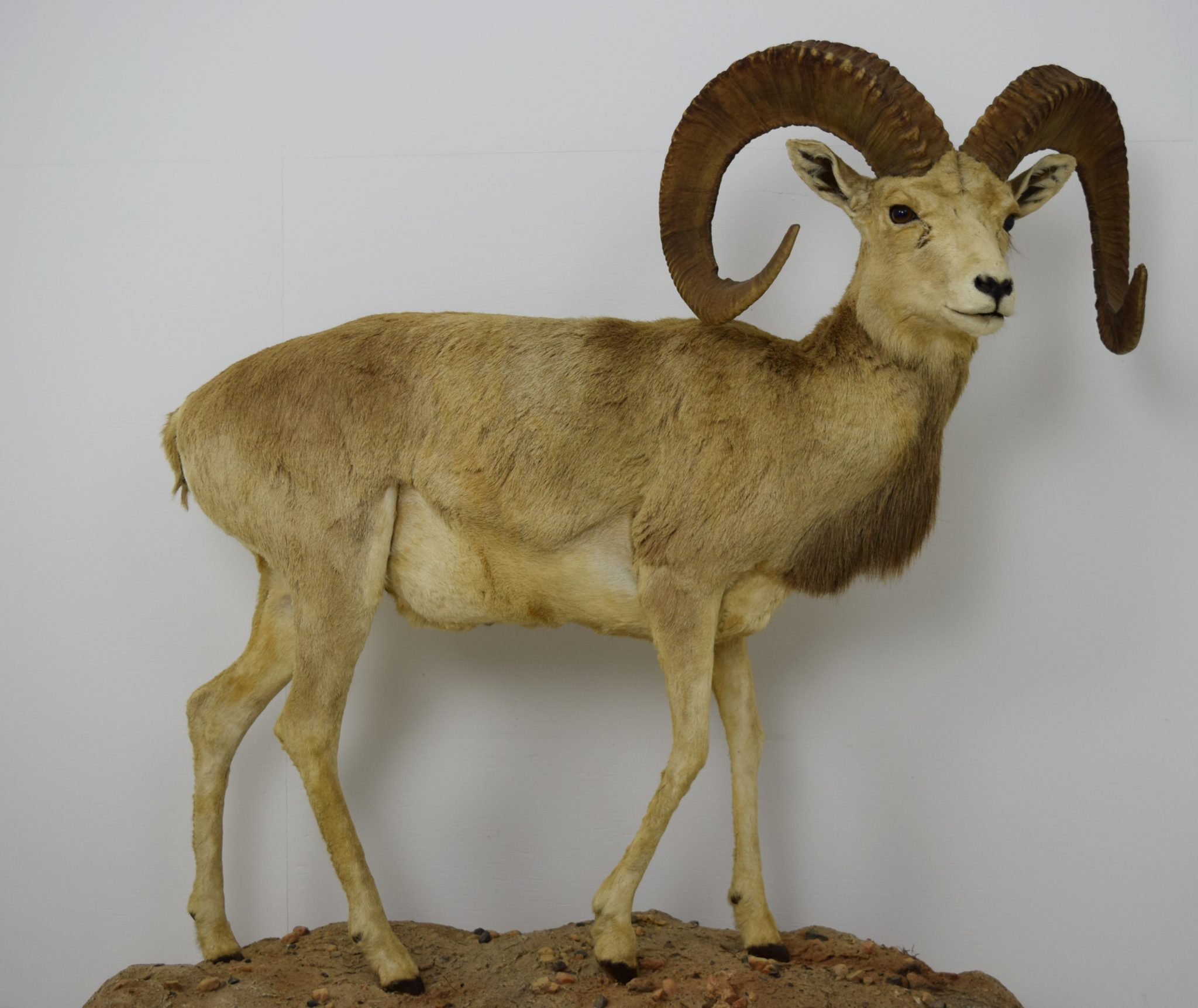 Taxidermy Laristan sheep Bespoke Taxidermy