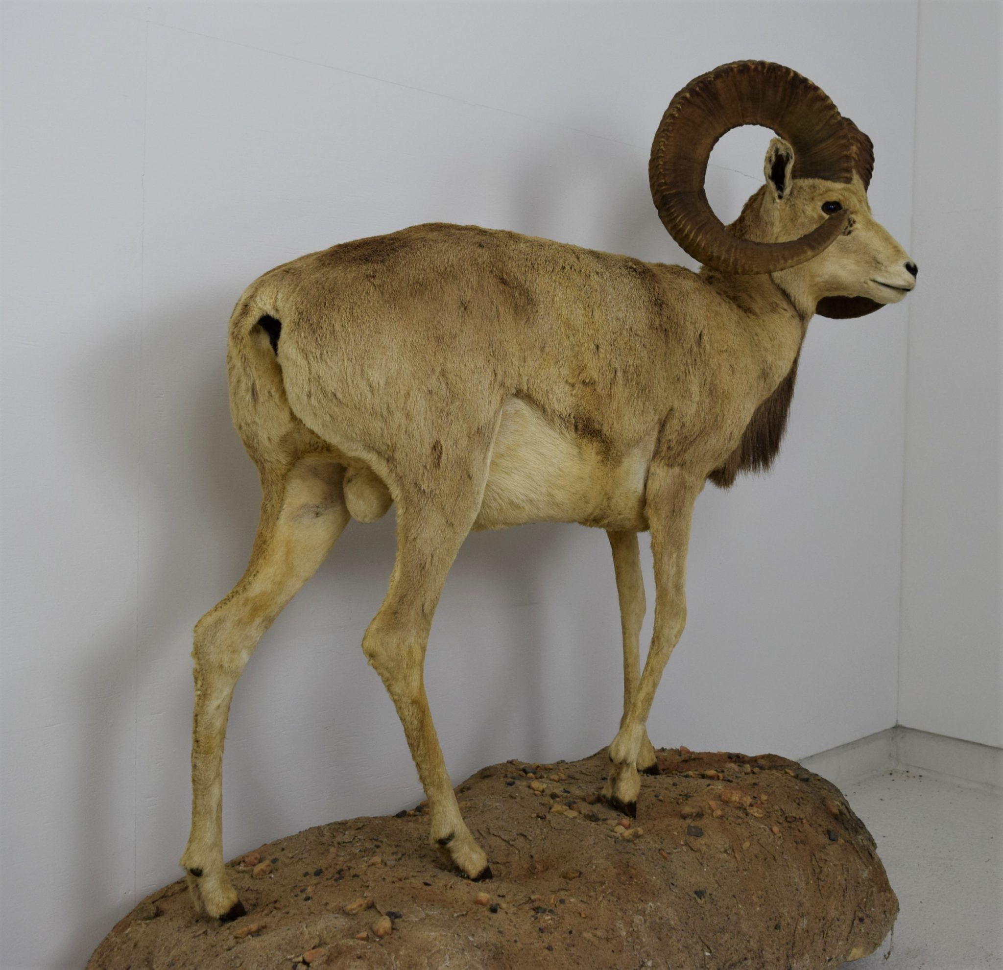 Taxidermy Laristan sheep Bespoke Taxidermy