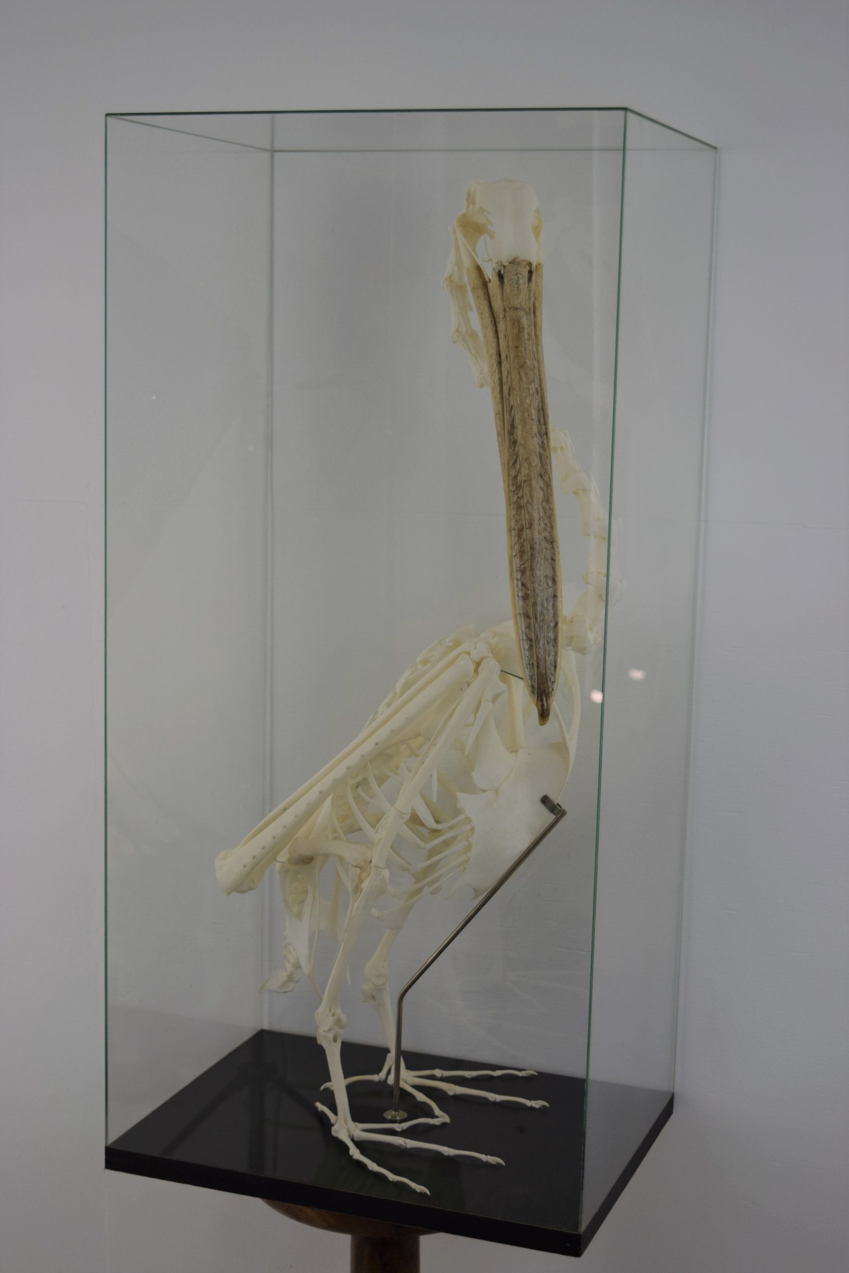 Skeletons Bespoke Taxidermy