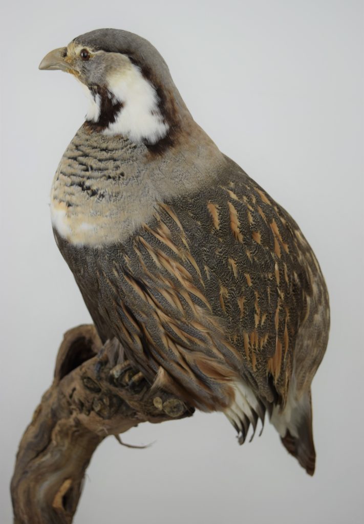 Taxidermy Himalayan Snowcock - Bespoke Taxidermy