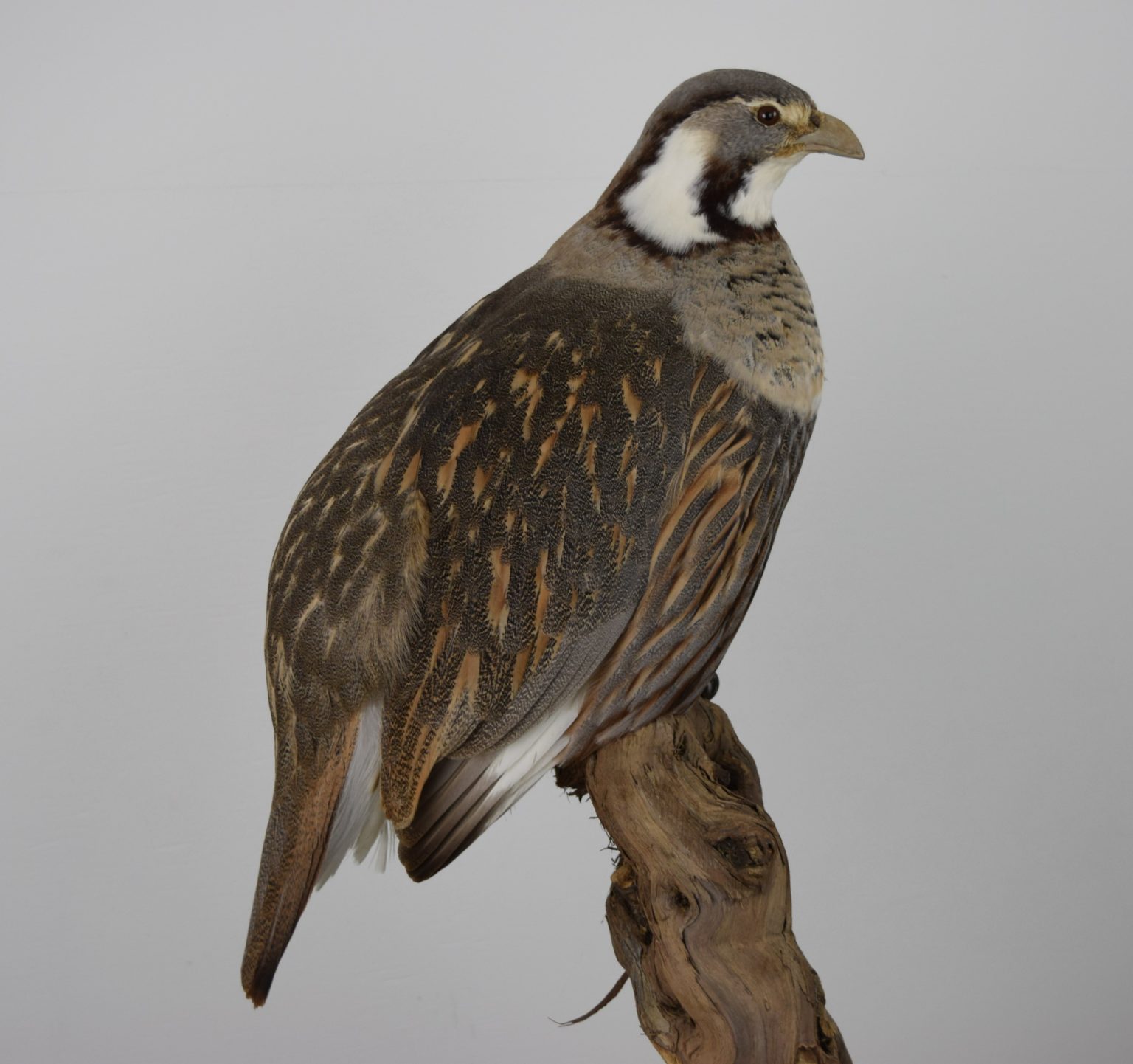 Taxidermy Himalayan Snowcock - Bespoke Taxidermy