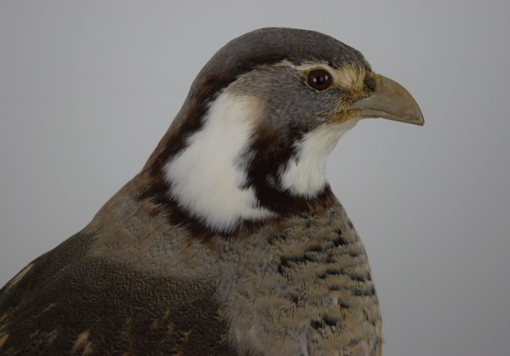 Taxidermy Himalayan Snowcock - Bespoke Taxidermy