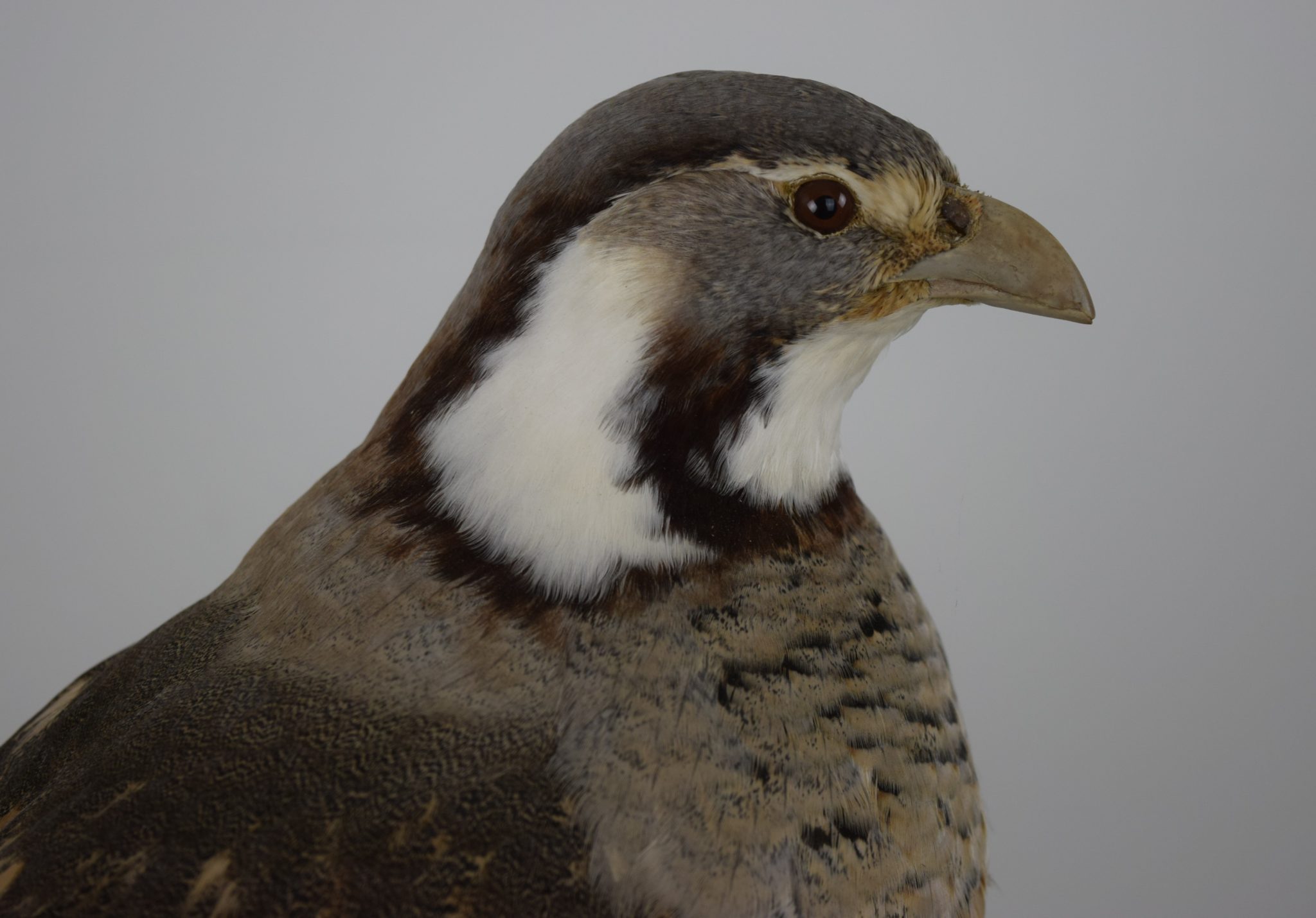 Taxidermy Himalayan Snowcock - Bespoke Taxidermy