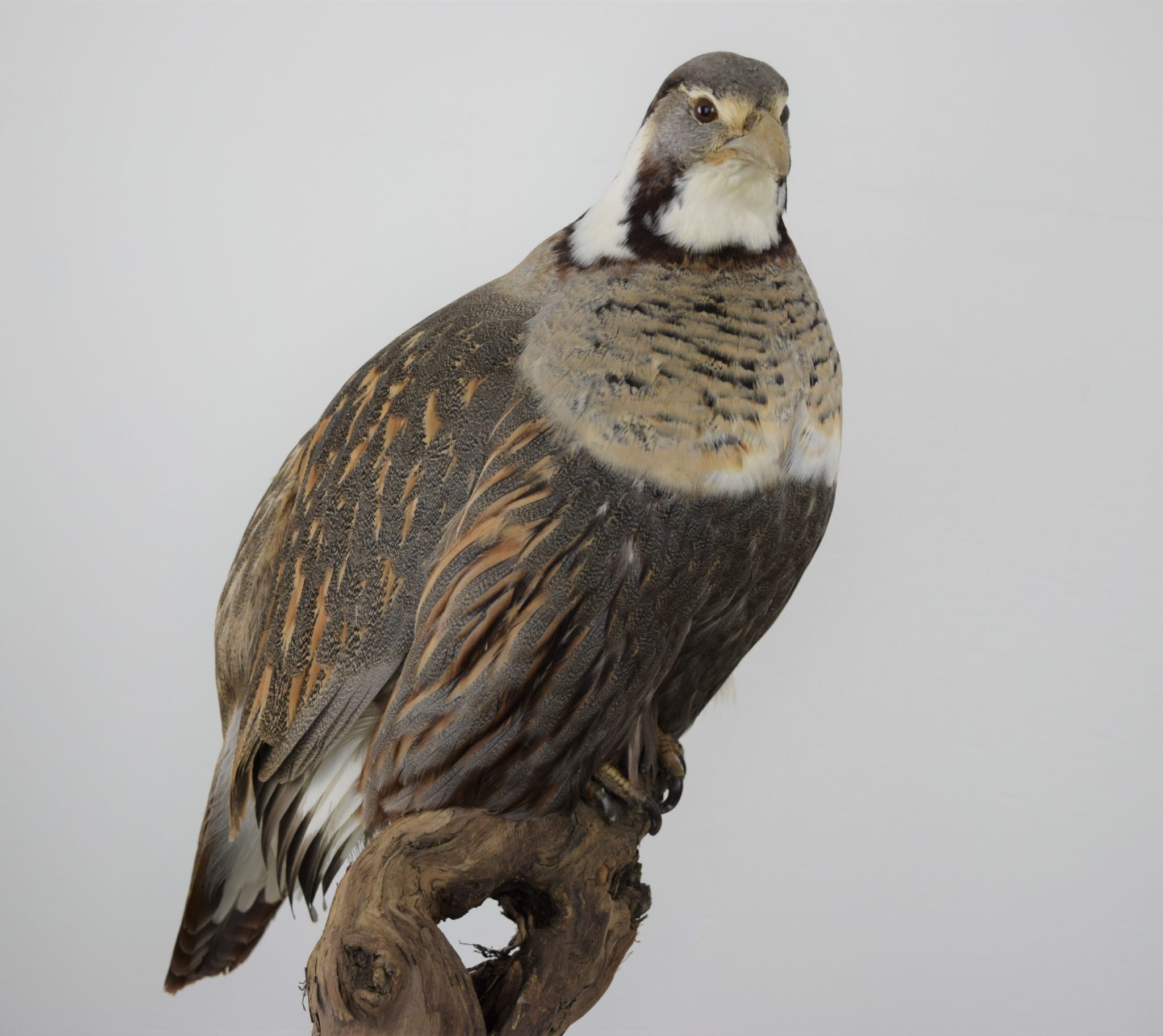 Taxidermy Himalayan Snowcock - Bespoke Taxidermy