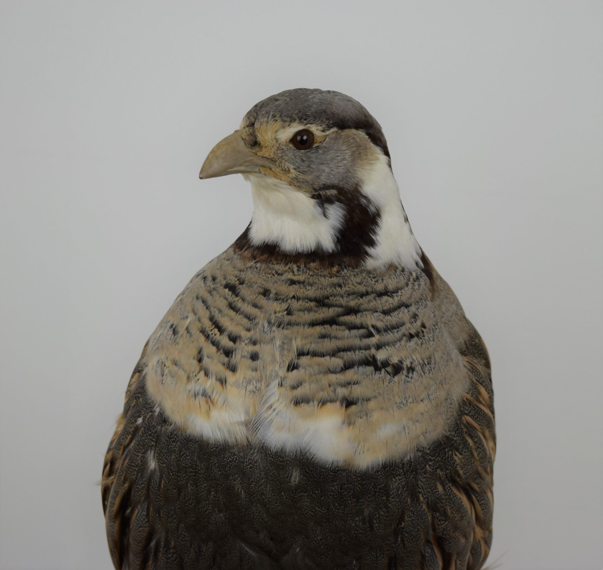 Taxidermy Himalayan Snowcock - Bespoke Taxidermy