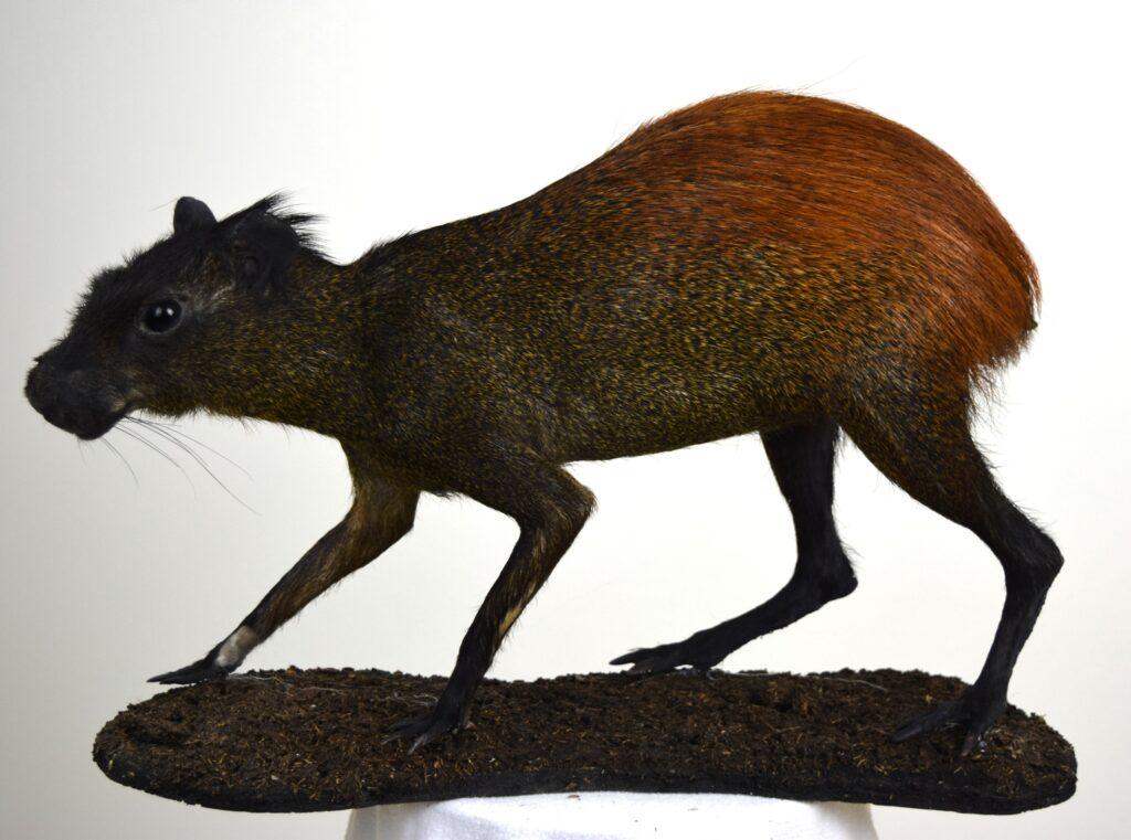 Taxidermy Golden-rumped Aguti - Bespoke Taxidermy