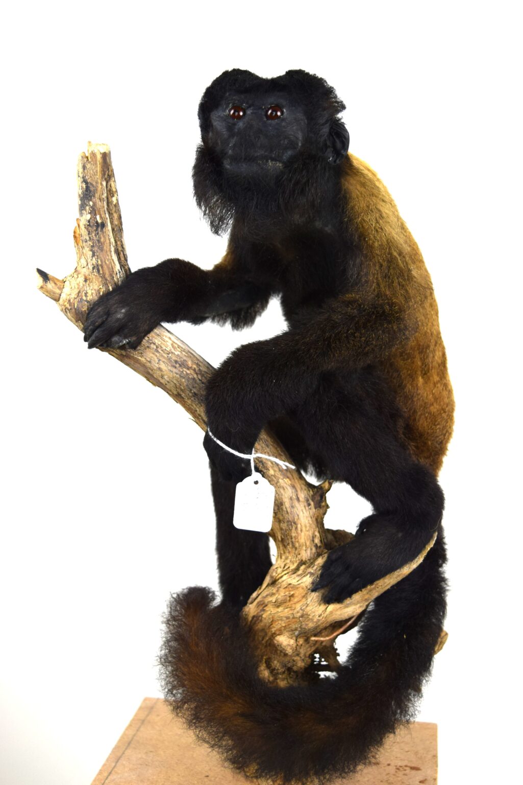 Taxidermy Guian-bearded Saki Monkey - Bespoke Taxidermy