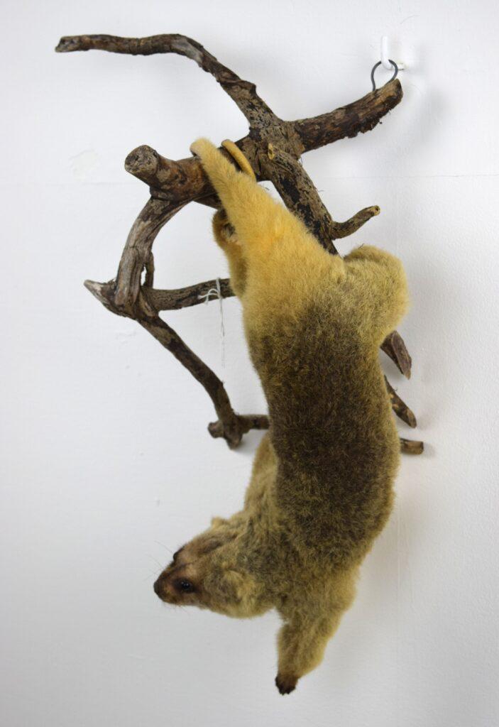 Taxidermy Common Spotted Cuscus Possum - Bespoke Taxidermy