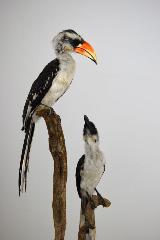 Taxidermy Von Der Decken Hornbills - Bespoke Taxidermy