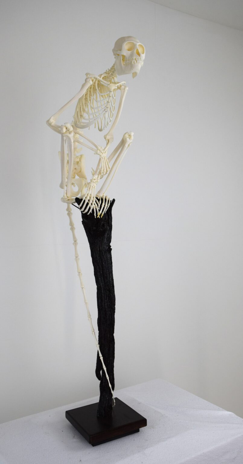 Skeleton Black & White Colobus Monkey - Bespoke Taxidermy