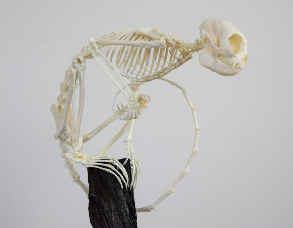 Skeleton Douroucouli (Night Monkey) - Bespoke Taxidermy