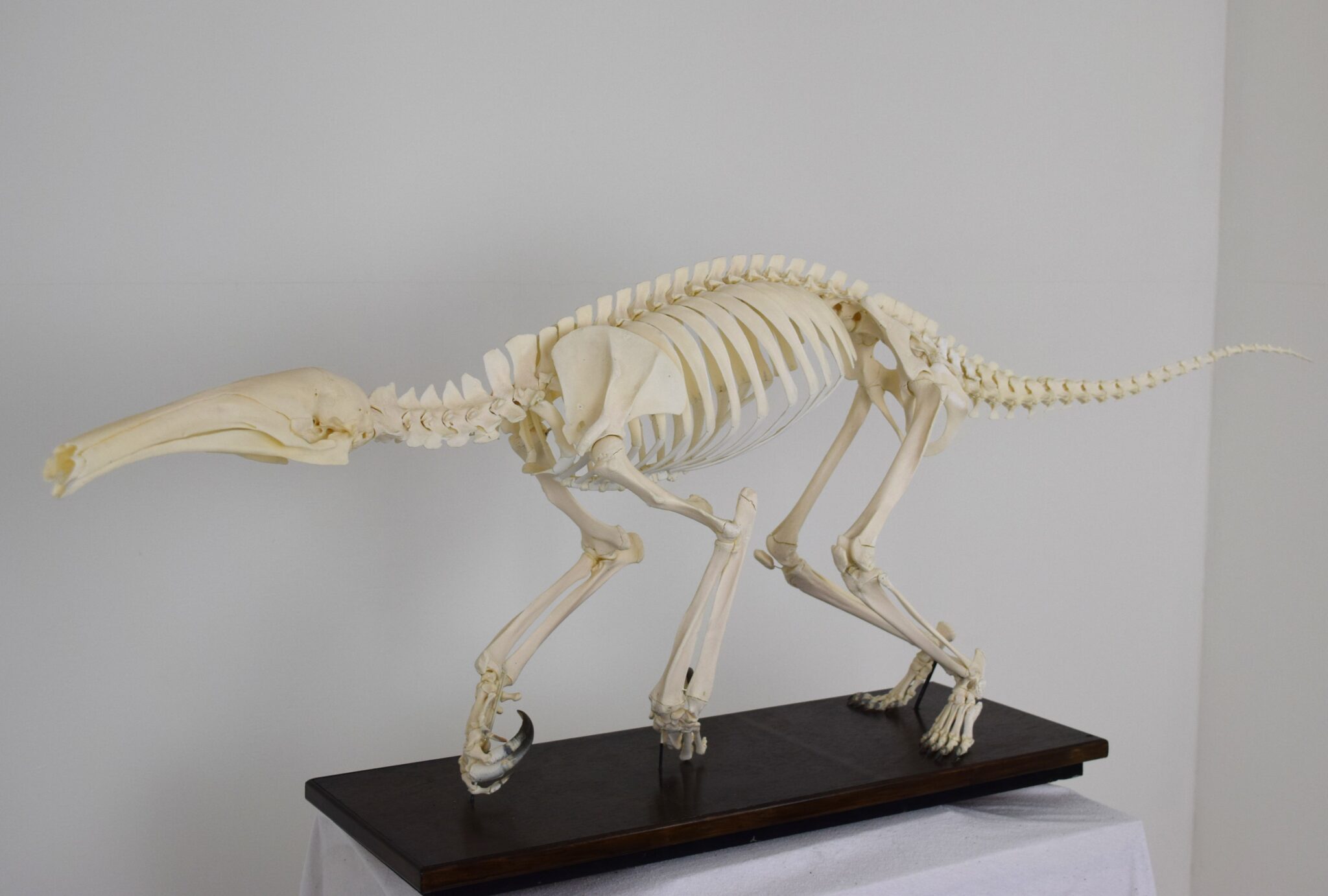 Skeleton Giant Anteater - Bespoke Taxidermy