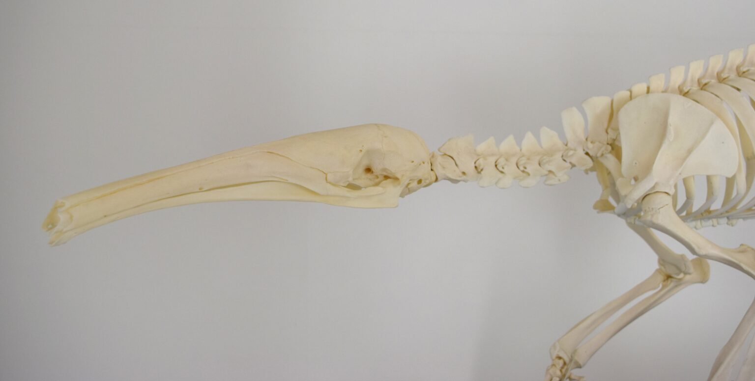 Skeleton Giant Anteater - Bespoke Taxidermy