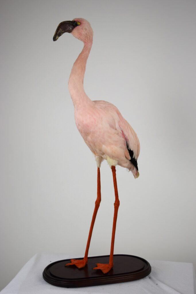 Taxidermy Lesser Flamingo - Bespoke Taxidermy