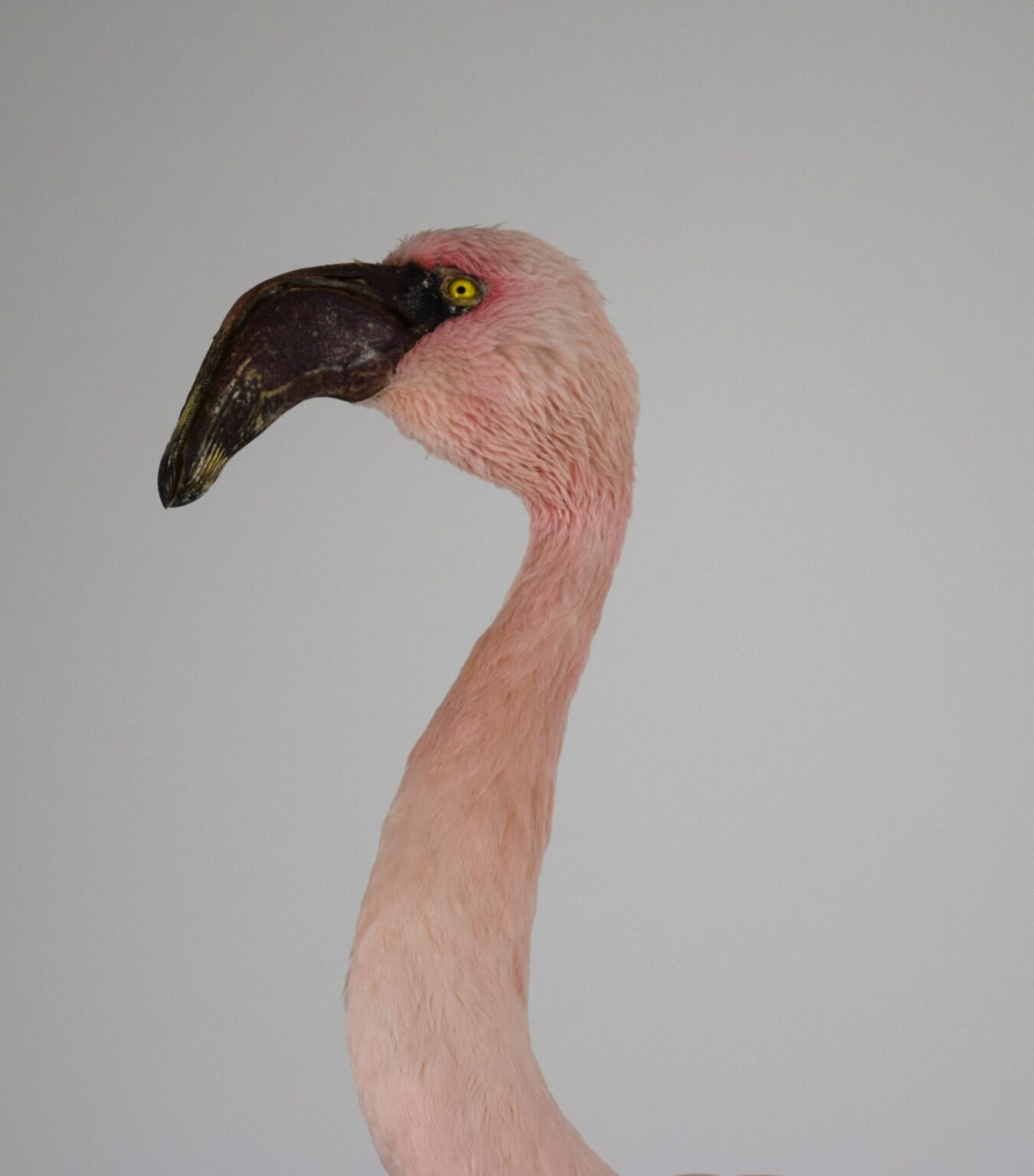 Taxidermy Lesser Flamingo - Bespoke Taxidermy