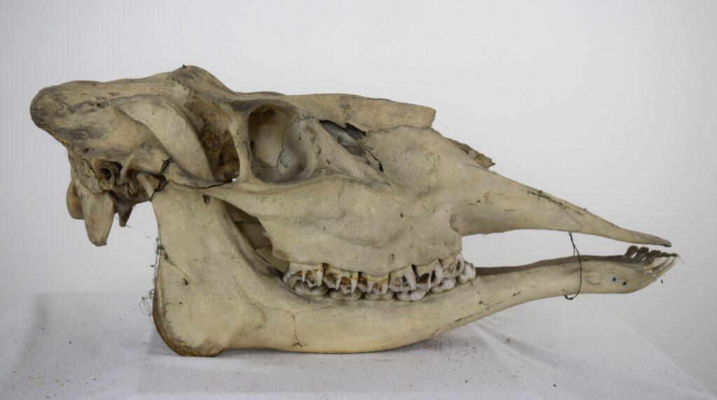 Skull Moose Female - Bespoke Taxidermy