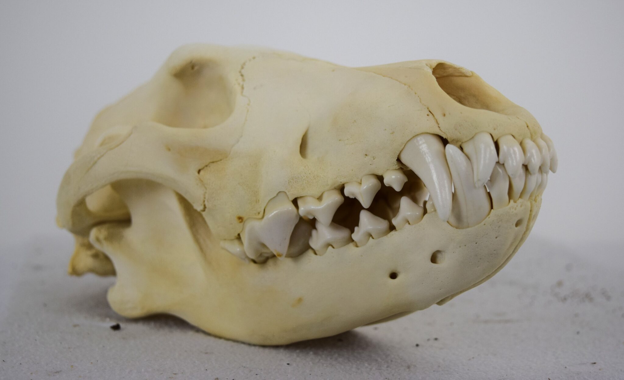 Skull Wolf - Bespoke Taxidermy