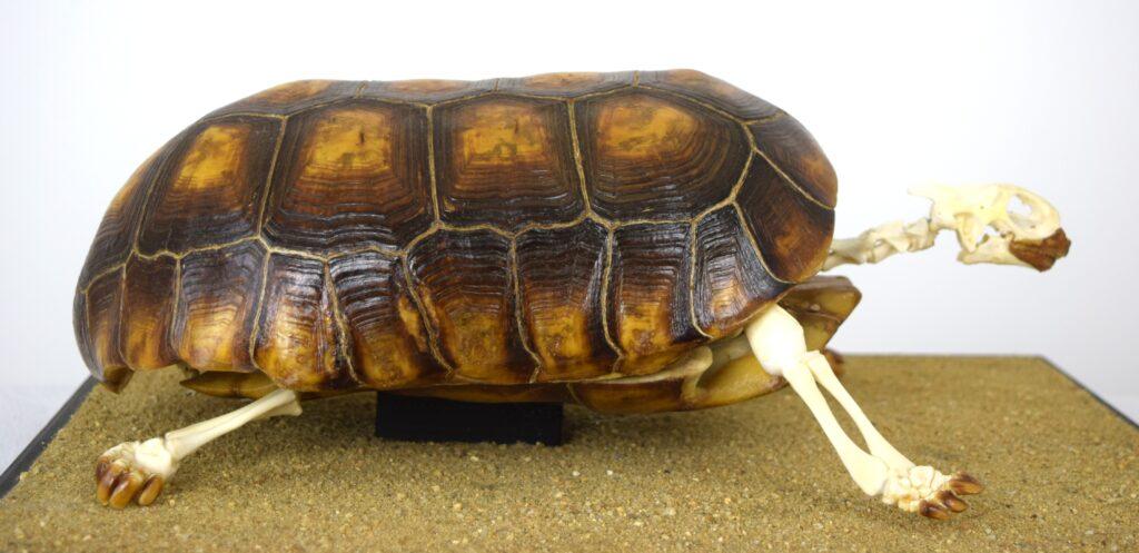 Skeleton Yellow-footed Tortoise - Bespoke Taxidermy
