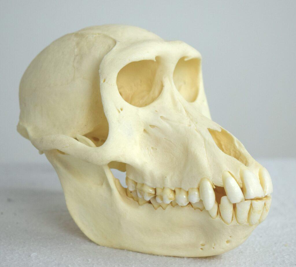 Skull Hamadryas Baboon Female - Bespoke Taxidermy