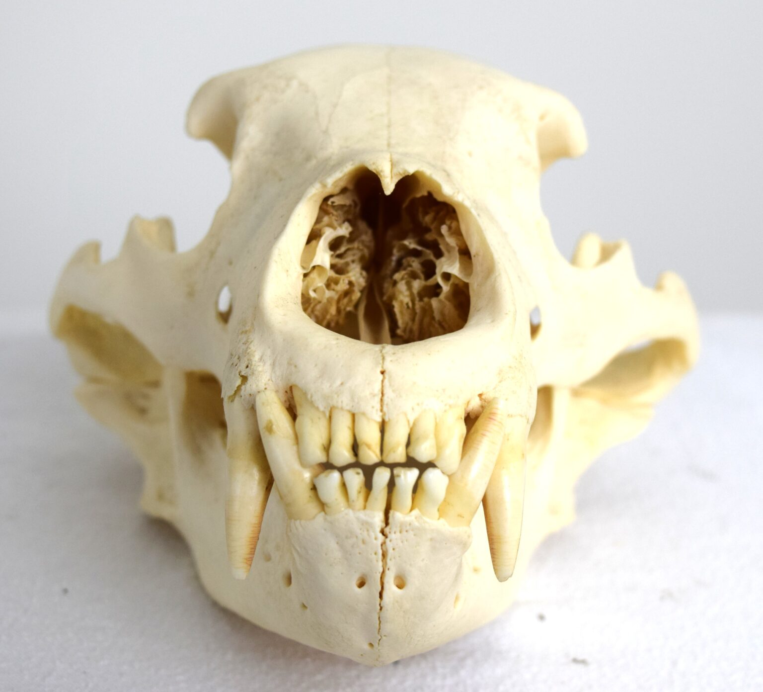 Skull American Black Bear - Bespoke Taxidermy