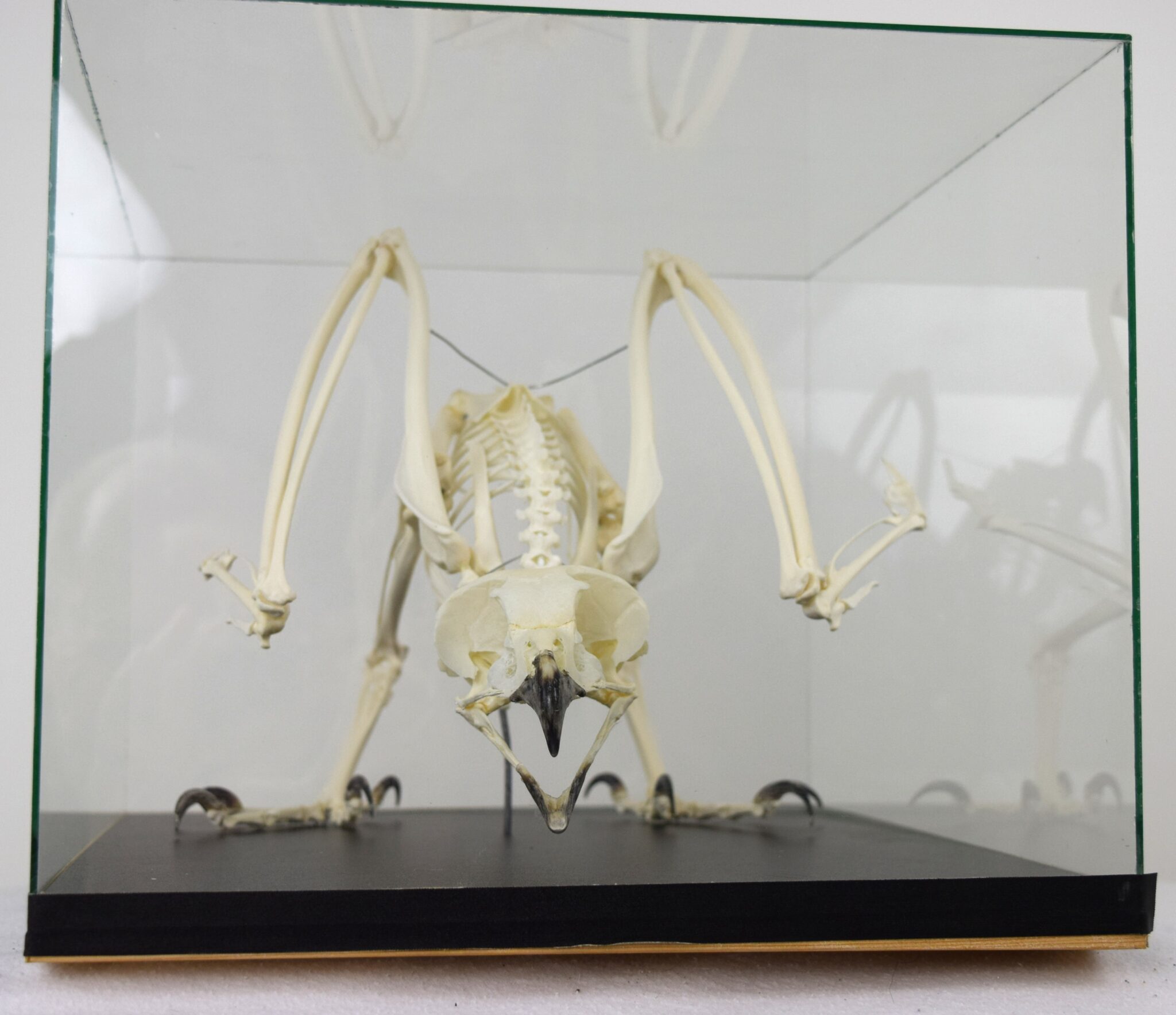 Skeleton Eagle Owl - Bespoke Taxidermy