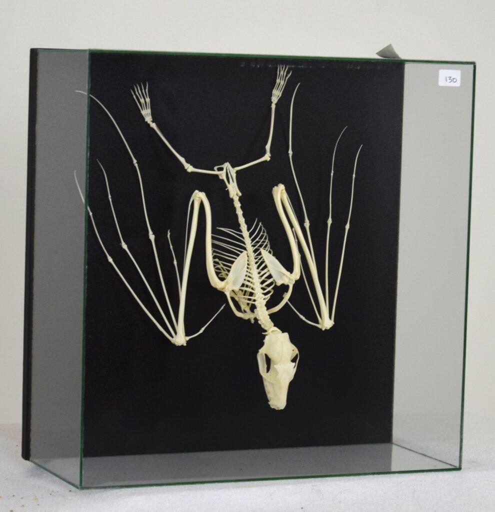 Skeleton Hammer-headed Fruitbat - Bespoke Taxidermy