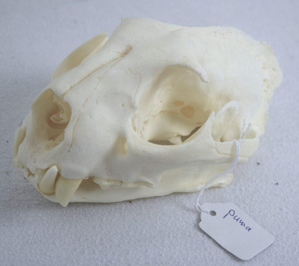 Skull Puma - Bespoke Taxidermy