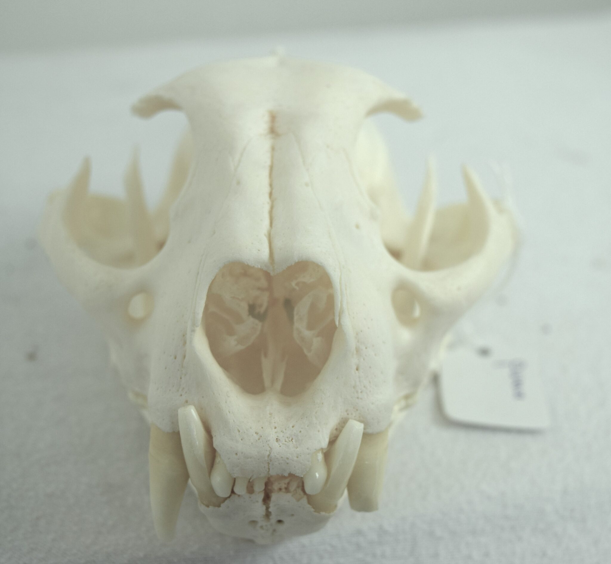 Skull Puma - Bespoke Taxidermy