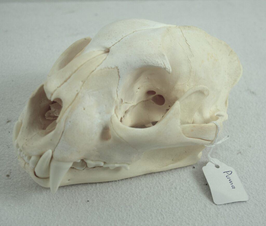 Skull Puma - Bespoke Taxidermy