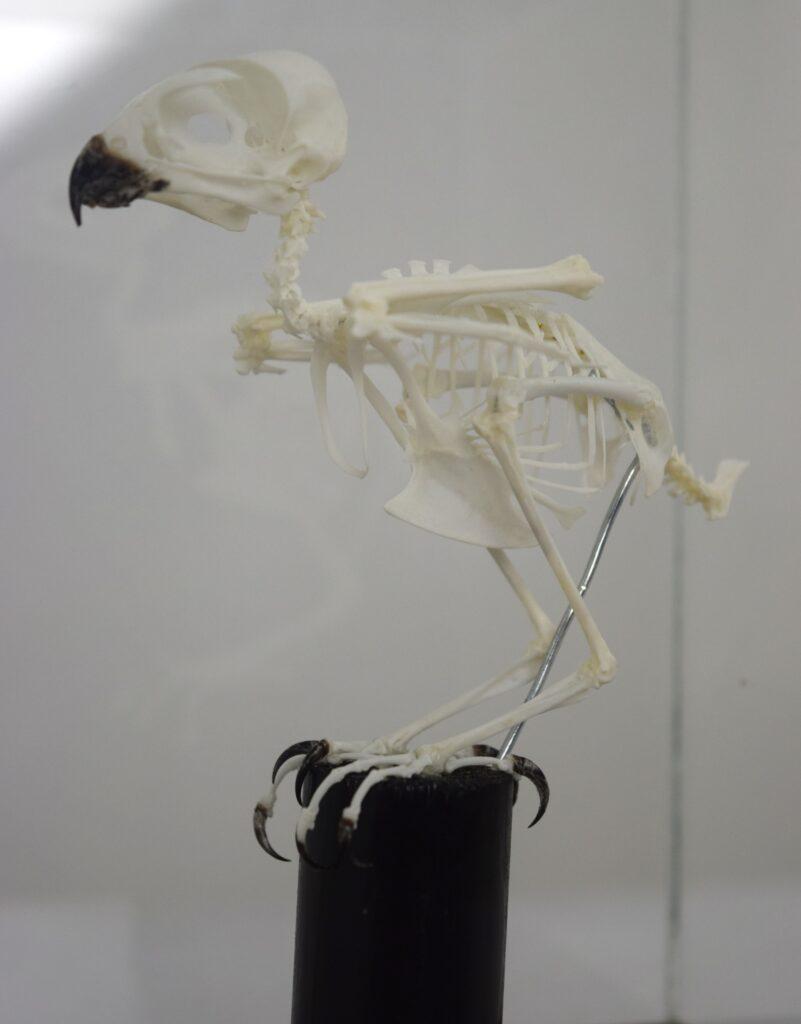 Skeleton African Pygmy Falcon - Bespoke Taxidermy