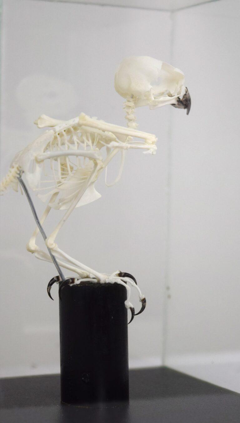 Skeleton African Pygmy Falcon - Bespoke Taxidermy